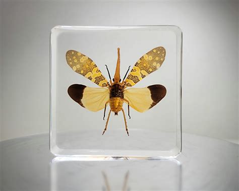Bugs In Resin Museum Quality Resin Specimens