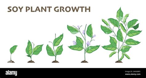 Soy Plant Growth Agriculture Cycle Of Soybean Germination And Growing