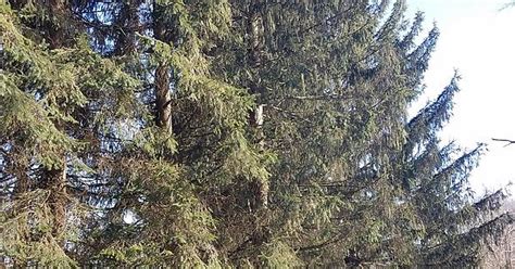 Tree Removal Album On Imgur