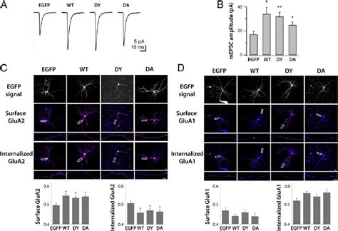 Role Of β 3 Integrin Activation State In Synaptic Transmission A Download Scientific
