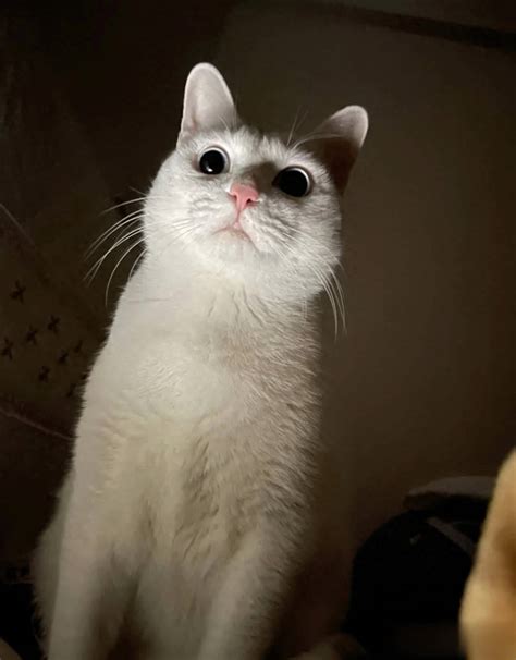 猫咪 爱你”分7个等级，对你的动作越多越爱你，特别是你睡着后