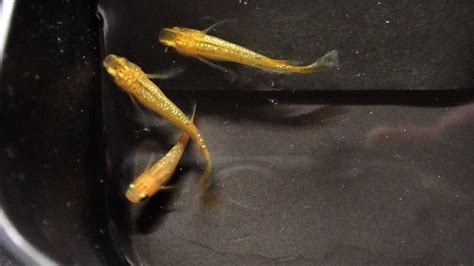 【未使用】★早メダカ★当店新系統★レクリス【本家舞めだか様血統】の稚魚12匹＋αの落札情報詳細 ヤフオク落札価格検索 オークフリー