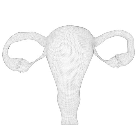 Female Reproductive System 3d Model Cgtrader