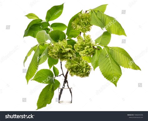 254 Russian elm Images, Stock Photos & Vectors | Shutterstock