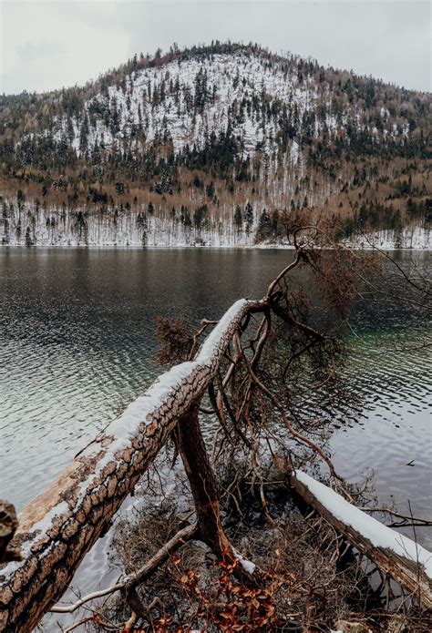Wanderung Von Hohenschwangau Rund Um Den Alpsee