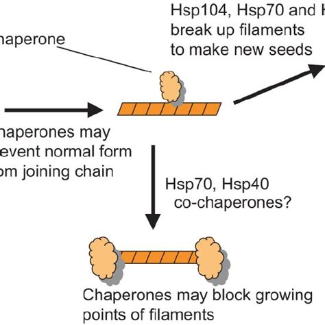Chaperones And Prions Download Scientific Diagram