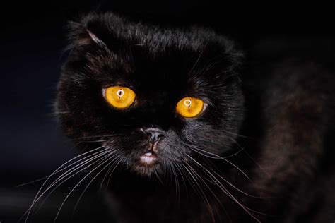 110 Cute And Funny Middle Names For Cats Whiskers Magoo
