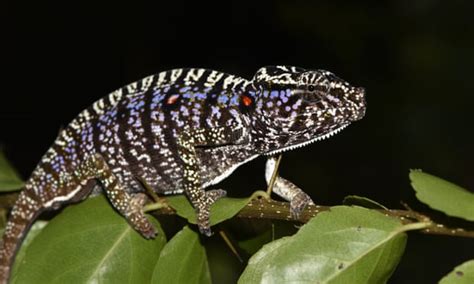 Extinct Chameleon Rediscovered In Madagascar After A Century