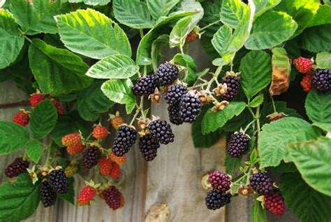 The Marionberry Origin Story Of This Pacific Northwest Gem Hubpages