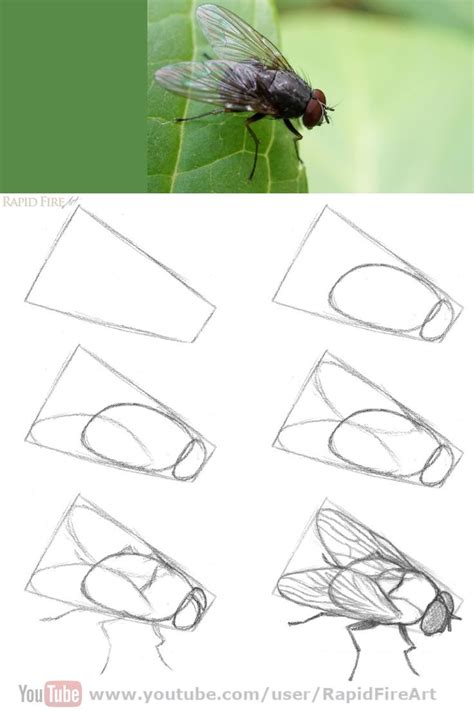 How To Draw A Fly Using Simple Shapes Bugs Drawing Fly Drawing Art Drawings Simple
