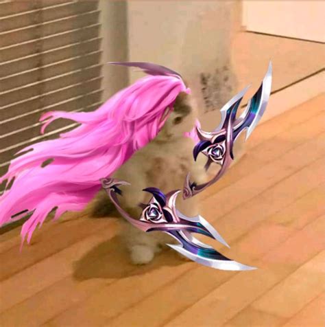 Katarina Reina Guerrera Meme Del Gato Gato De Bigode Katarina League