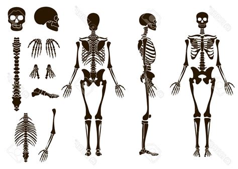 Human Bone Vector At Collection Of Human Bone Vector