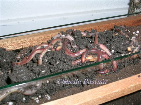 Science Magazine Science Fair Project Worms By Victor Iglesias