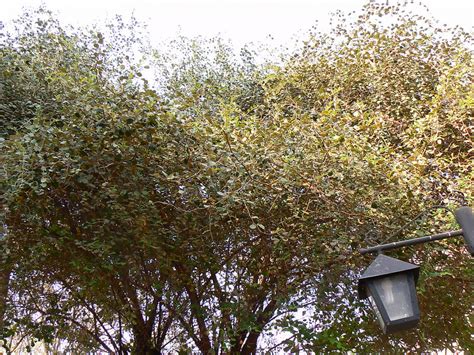 Защо бъдещето е в “осиротелите култури” и силата им да се адаптират Климатека Науката за