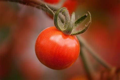 Zaginiony pomidor odnalazł się po ośmiu miesiącach Co się z nim działo