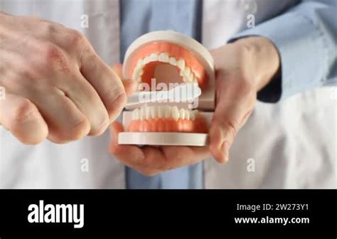 Dentist Showing Jaw Model Giving Lesson On Proper Teeth And Oral