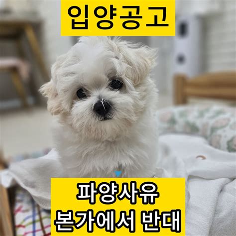 다온 입양센터 🩵 강아지무료분양 고양이무료분양 강아지무료파양 고양이무료파양 강아지무료입양 고양이무료입양 부산센터 안녕하세요 다온 입양센터 입니다 말티푸 밤비 3