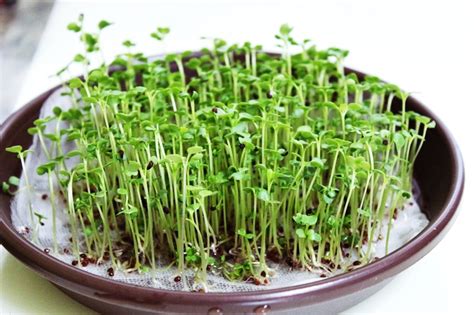 [수경재배]새싹채소 무순 키우기 딱 일주일이면 충분하네요~~ 네이버 블로그