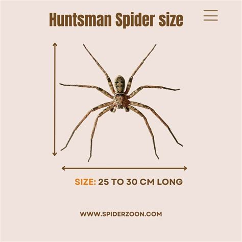Huntsman Spider Facts Identification Itlbx