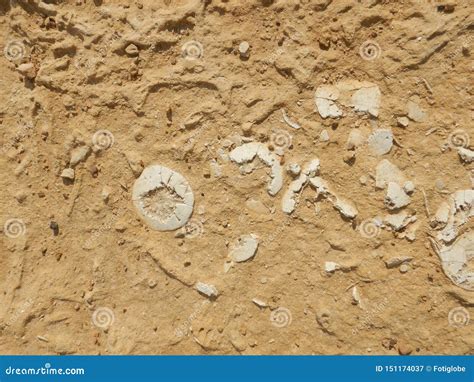 Pieces Of Fossils Inside Beige Limestone Texture Stock Image Image