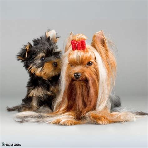 Pomeranian Colors Chart Yorkshire Terrier Color Chart Coats And
