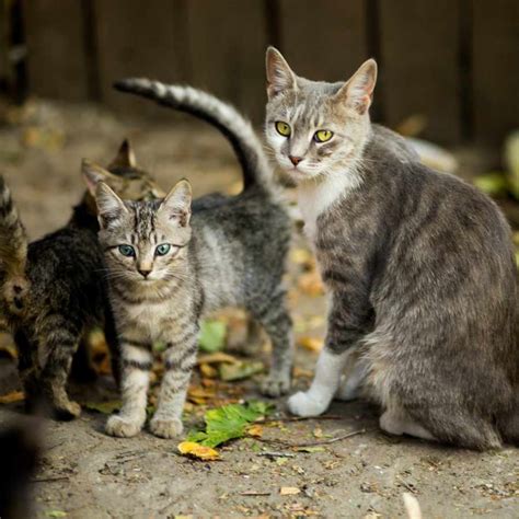 Fixin Feral Felines Offering Help To Feral Felines And Their Caretakers