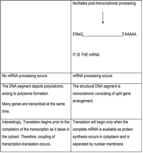Cbse Class 12 Biology Molecular Basis Of Inheritance Notes Set A