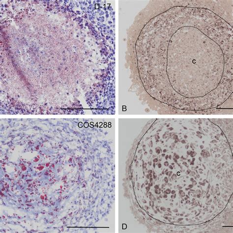 Relative Plin1 Plin2 And Plin3 Gene Expression In D 17 And Cos4288