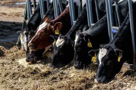 Person With First Human Case Of Bird Flu Strain Dies In Mexico Who