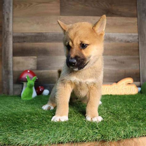 Shiba Inu Puppy For Sale Four Paws And A Tail