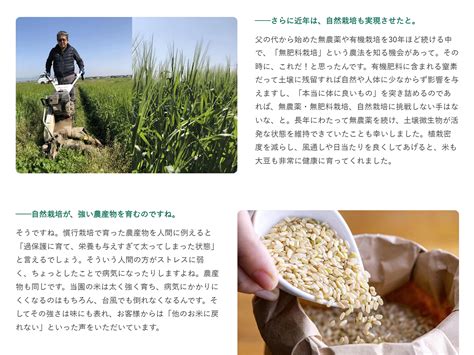 【楽天市場】【令和6年産】無農薬栽培 もち米 2kg 5kg 10kg 20kg 久保農園 福岡県産 九州産 国産 もち米 餅米 ヒヨクモチ