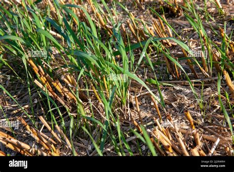 An Agricultural Field Where A Crop Of Cereals Is Grown To Produce Food Cereal Plants During