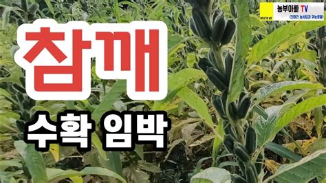 참깨 수확 준비중 입니다 Youtube