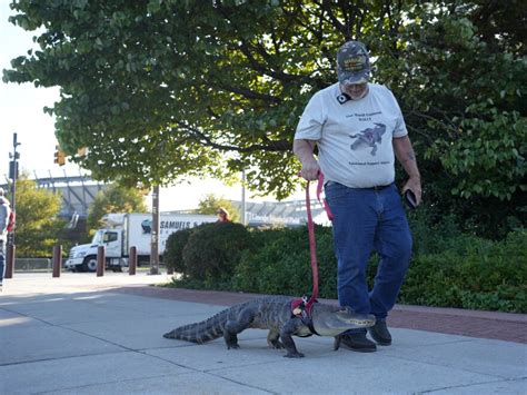 Wally The Emotional Support Alligator Went To See The Phillies Then He