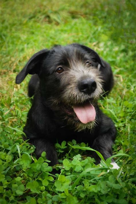 собакен смешные картинки и другие приколы комиксы гиф анимация видео лучший