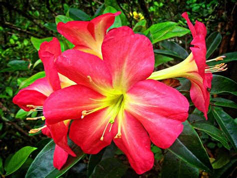 Thai Phayao Kostenloses Foto Auf Pixabay Pixabay