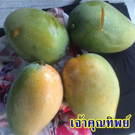 ขายมะม่วงเจ้าคุณทิพย์ พันธุ์โบราณเสียบยอด ต้นสูง 50 60 ซม พันธุ์หายากมีรสชาติดีทั้งผลดิบและสุก