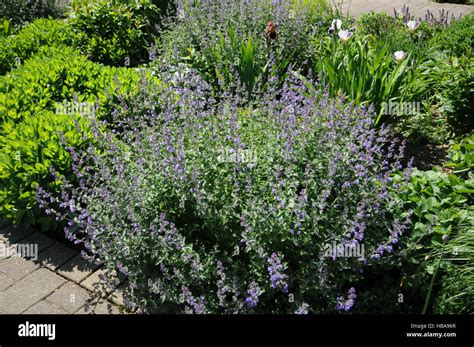 Nepeta X Fassenii Fotos Und Bildmaterial In Hoher Auflösung Alamy
