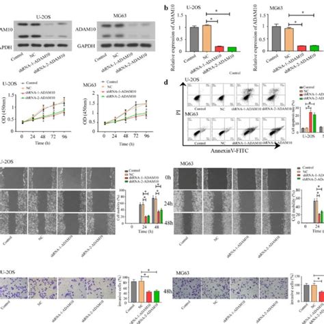 Knockdown Of Adam10 Inhibited Cell Growth Migration And Invasion In Download Scientific