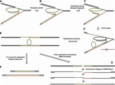 Model Depicting Different Outcomes Of Template Switching During