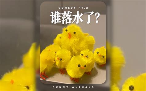 玩具小鸡第二弹‼️ 哔哩哔哩