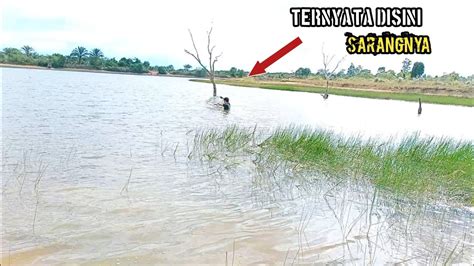 BUBU IKAN WADER DI SPOT JARANG TERJAMAH YouTube