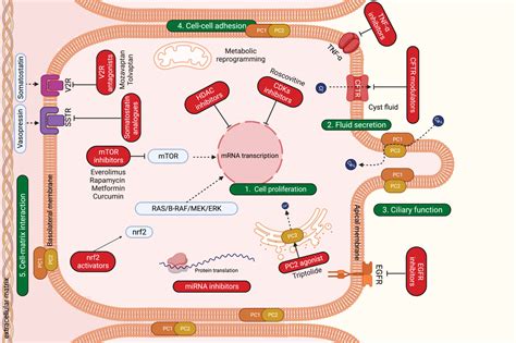 Choosing The Right Adpkd Model Innoser