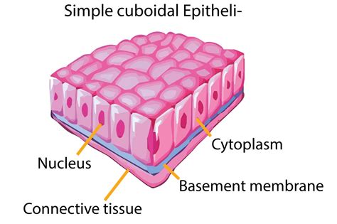 Diagram To Identify The Tissues And Structures Unit 6 Tissu