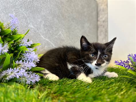 뱅갈믹스 까미 털안빠지는말티즈 털안빠지는말티푸 털안빠지는푸들 털안빠지는먼치킨 털안빠지는랙돌 털안빠지는브리티쉬숏헤어 털안빠지는스코티쉬폴드 털안빠지는러시안블루 털안빠지는강아지