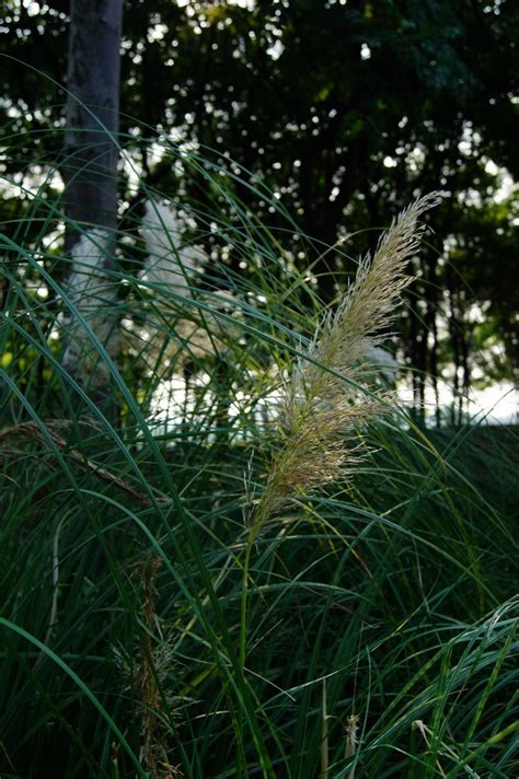 芦橞摄影图片上海市闵行体育公园生态摄影 太平洋电脑网摄影部落