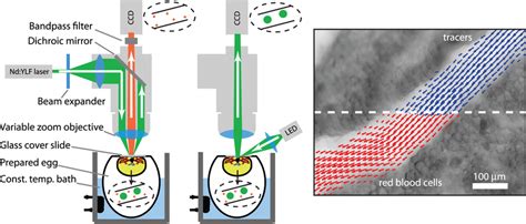 Overview Of Experimental Method Schematic Representation Of Optical Download Scientific