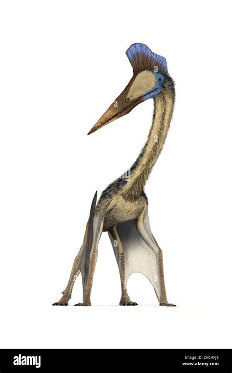 Pterosaur Hatzegopteryx Artwork Hatzegopteryx Was A Huge Pterosaur