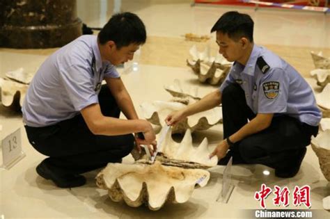 南宁海关查获重大走私砗磲案 案值逾百万元涉案