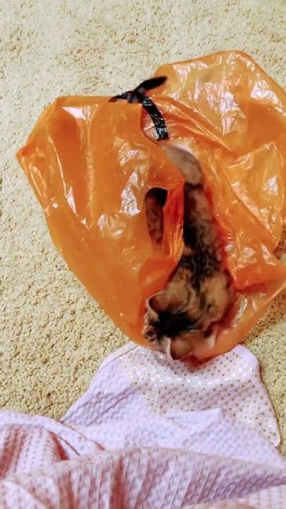 Пакетик Youtube